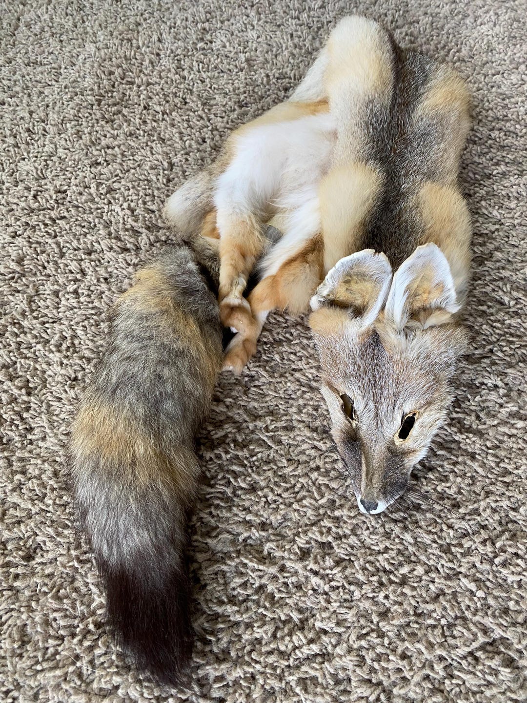 SELECT Kit Fox Tanned Real Pelt Log Cabin Decor Sweet Lil Pelt Red Grey ...