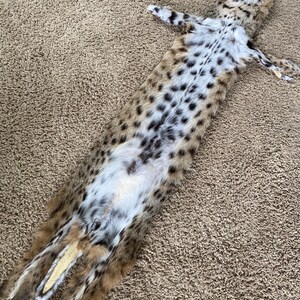 CAJUN BOBCAT Nicely SPOTTED Pelt Fresh Tanned Thick Heavy Pelt Fur Hide ...