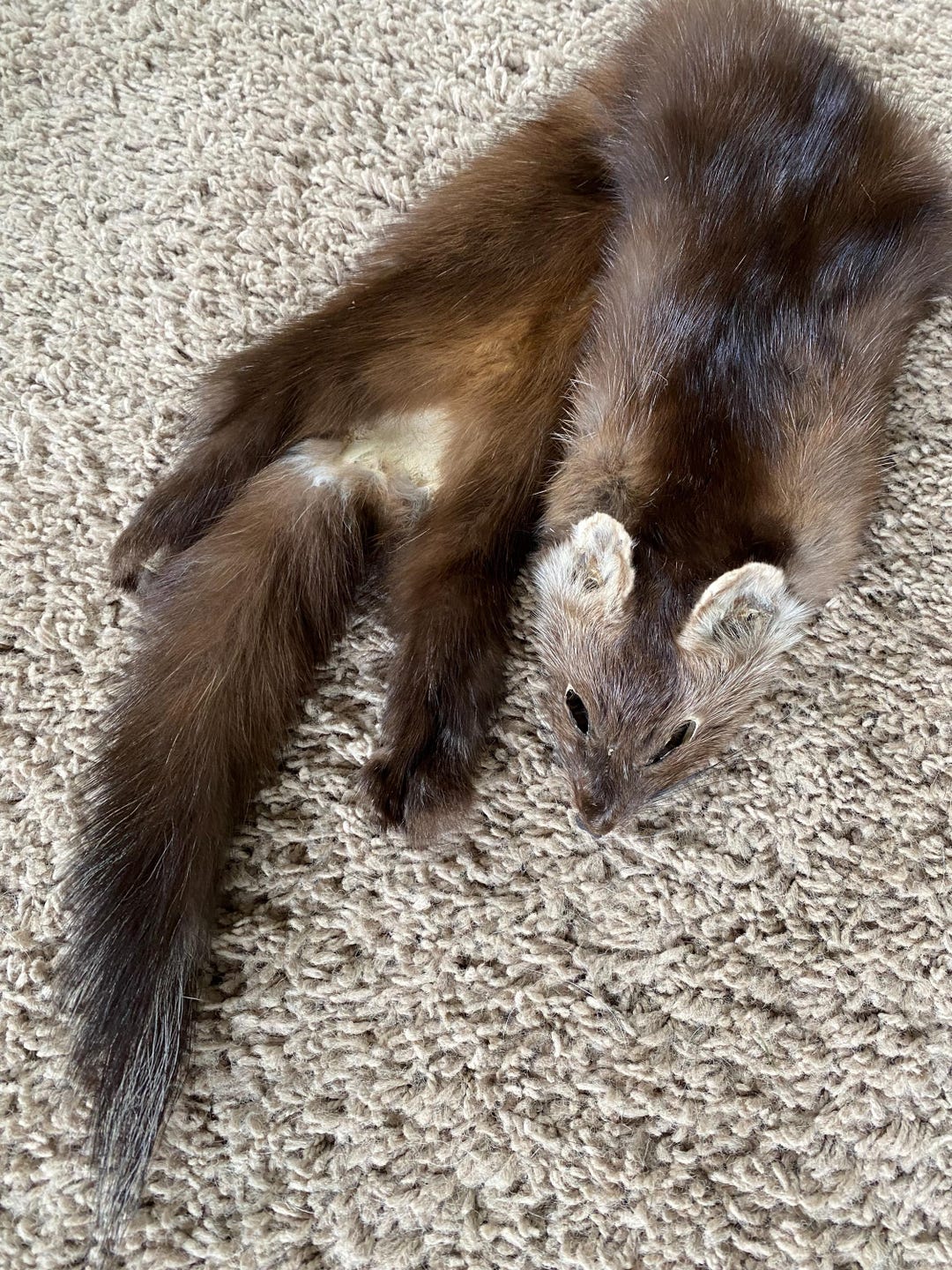 PINE MARTEN SABLE Pelt Tanned Log Cabin Decor Man Cave Art Leather Wild ...