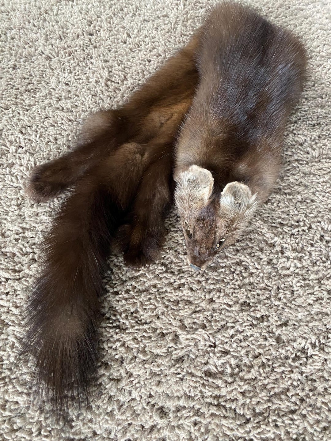 PINE MARTEN SABLE Pelt Tanned Log Cabin Decor Man Cave Art Leather Wild ...