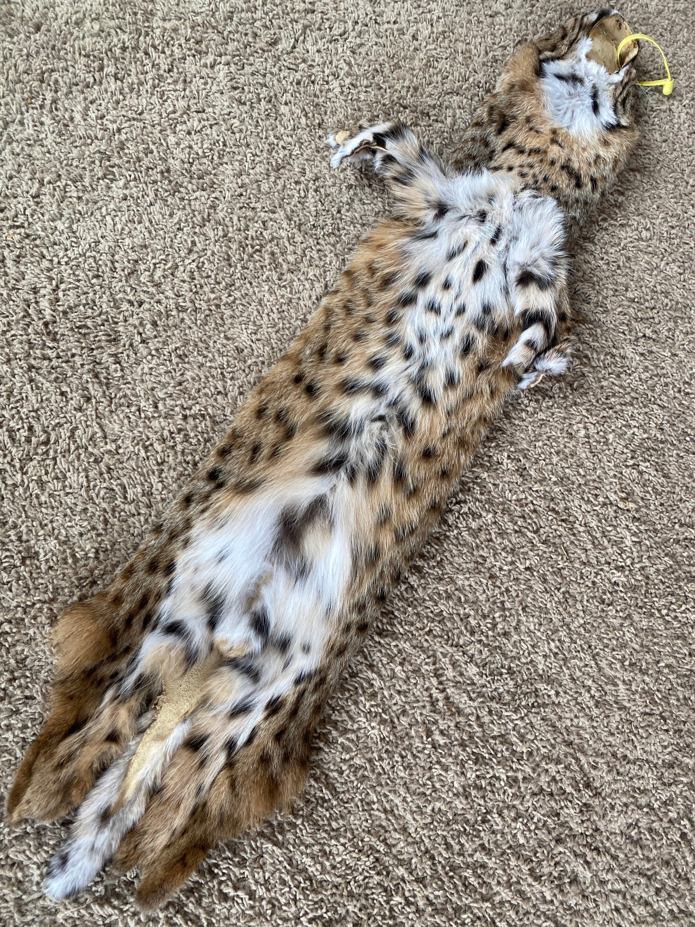 Bobcat Pelt