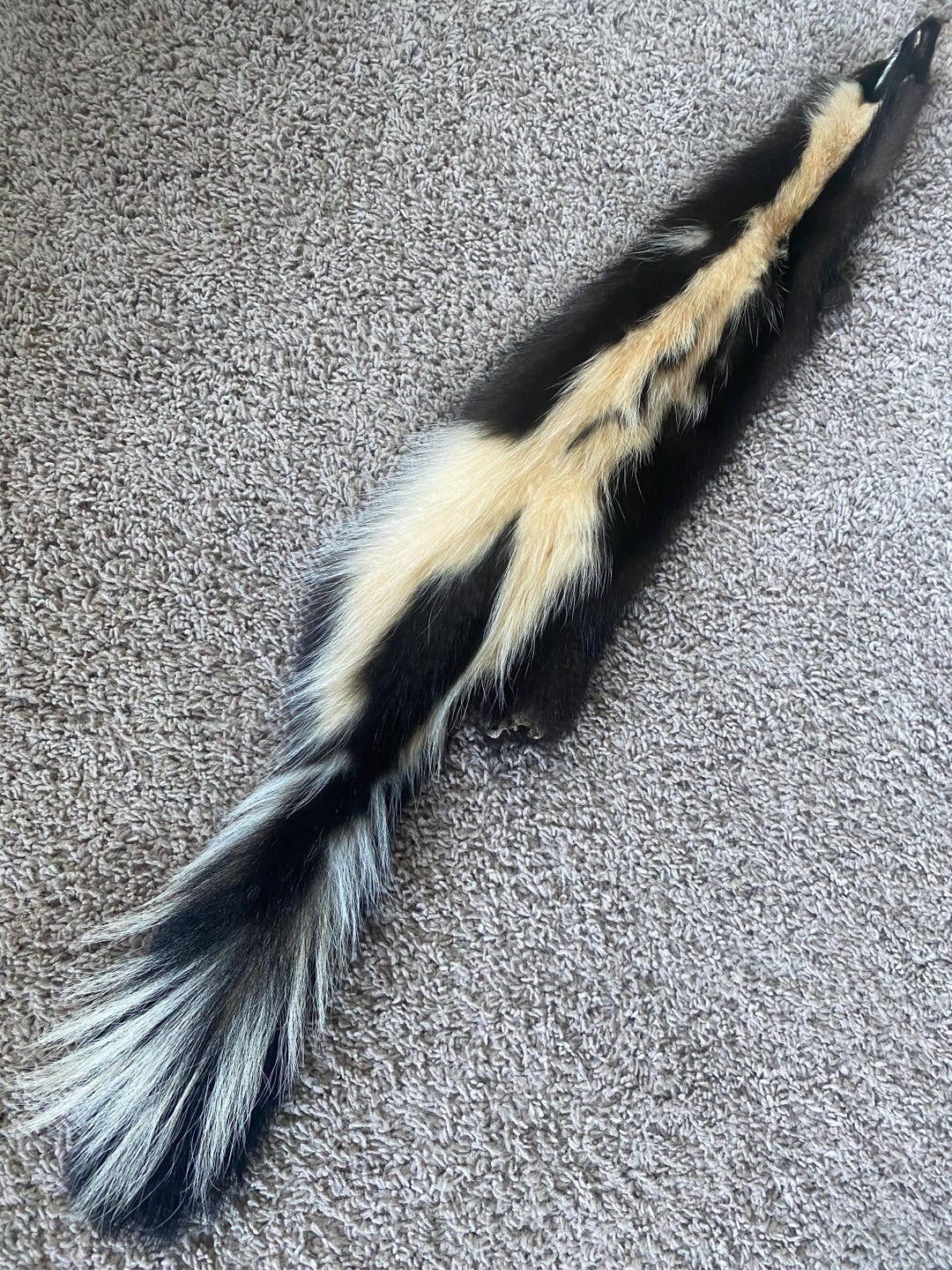 Tanned Skunk Pelt Fur Hide Log Cabin Decor Rustic Man Cave Art - Etsy