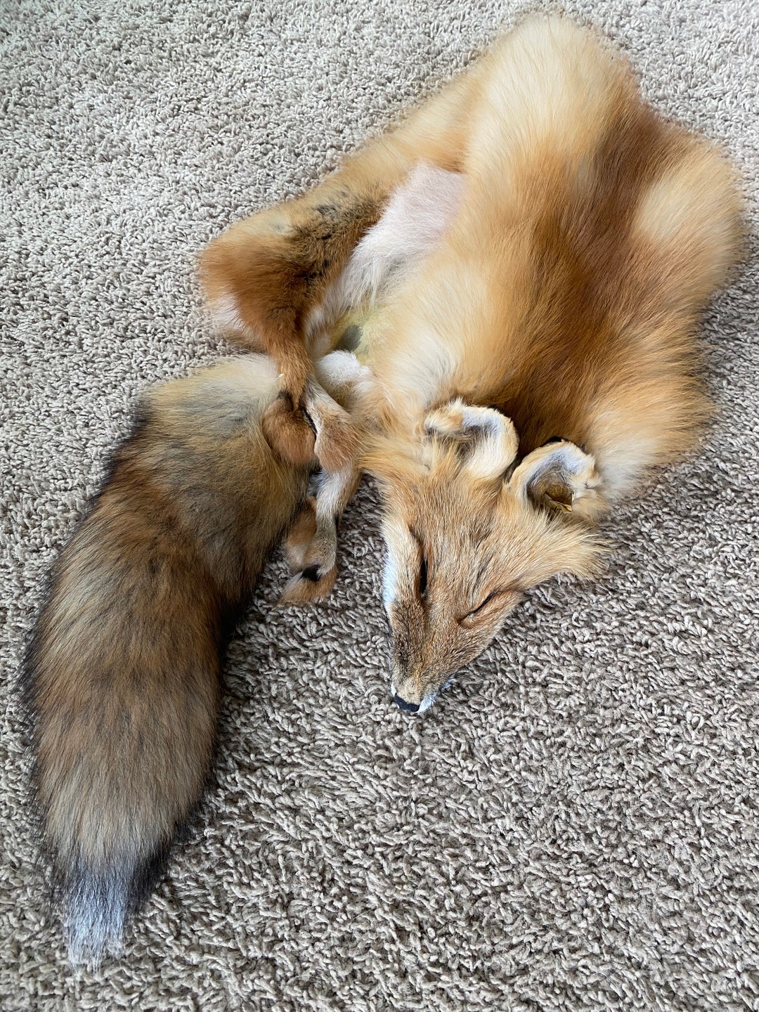 Cherry RED Fox Wild Pelt Fur Natural Log Cabin Decor Art Man Cave ...