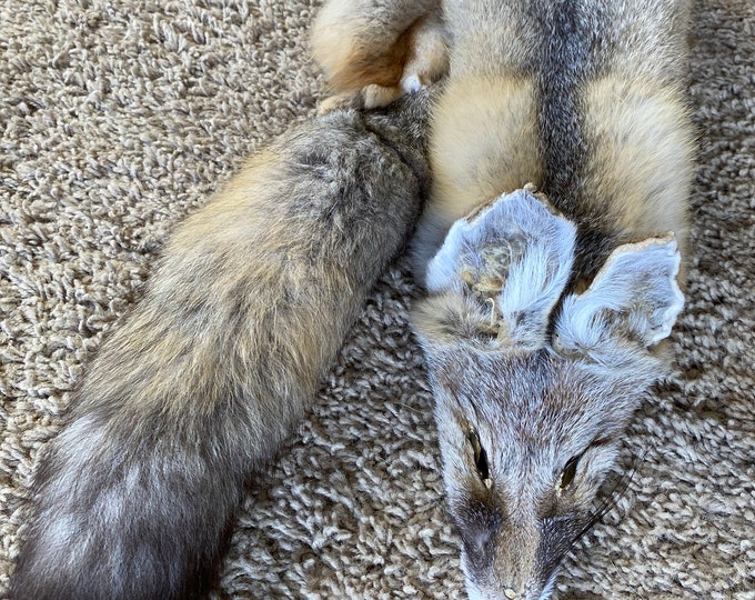 SELECT Kit Fox Tanned Real Pelt Log Cabin Decor Sweet Lil Pelt Red Grey ...