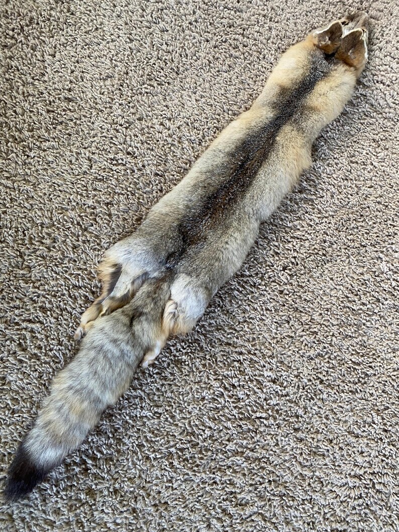 Kit Fox Tanned Real Pelt Log Cabin Decor Sweet Lil Pelt Red Grey Gray ...
