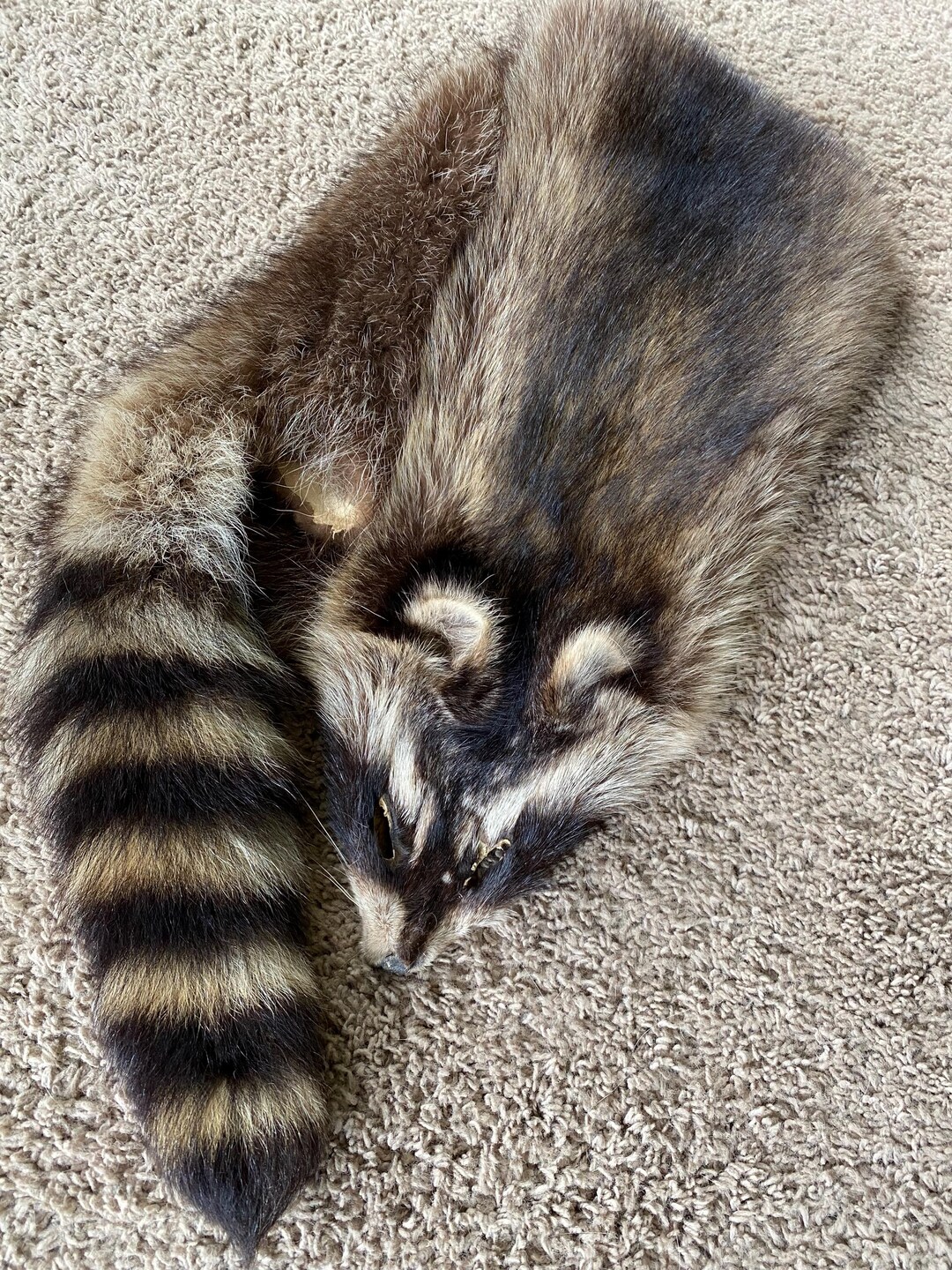 SUPER JUMBO Raccoon Coon Pelt Fur Fresh Tanned Thick Heavy Pelt Wall ...