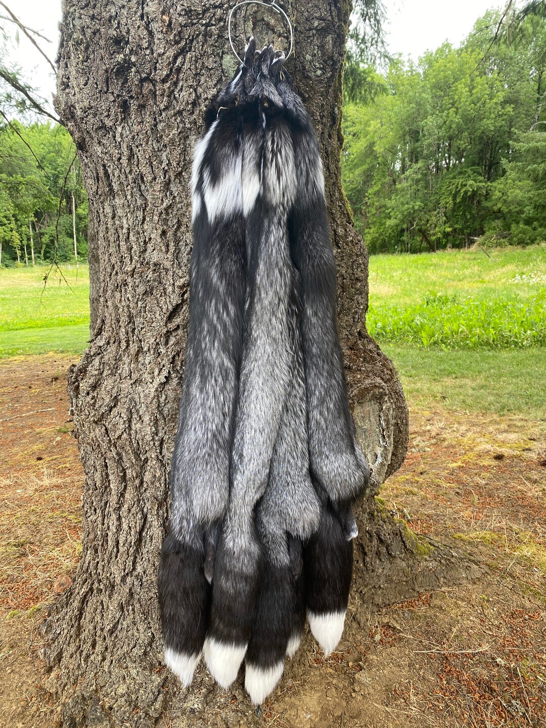 Tanned Ranch Mutation Fox Pelts Fur Hide Log Cabin Decor Rustic Man ...