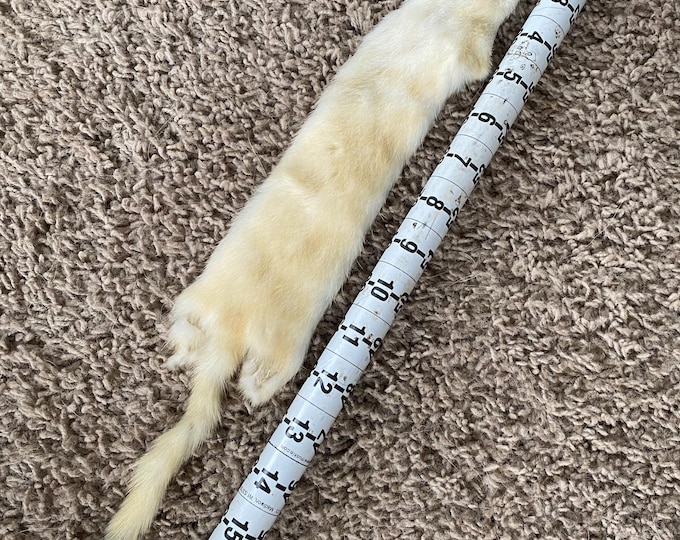 Tanned Long Tailed Weasel Pelt Real Fur Taxidermy Log Cabin Decor - Etsy