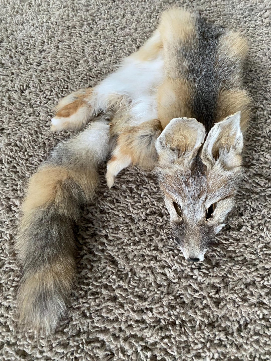 Kit Fox Tanned Real Pelt Log Cabin Decor Sweet Lil Pelt Red Grey Gray ...