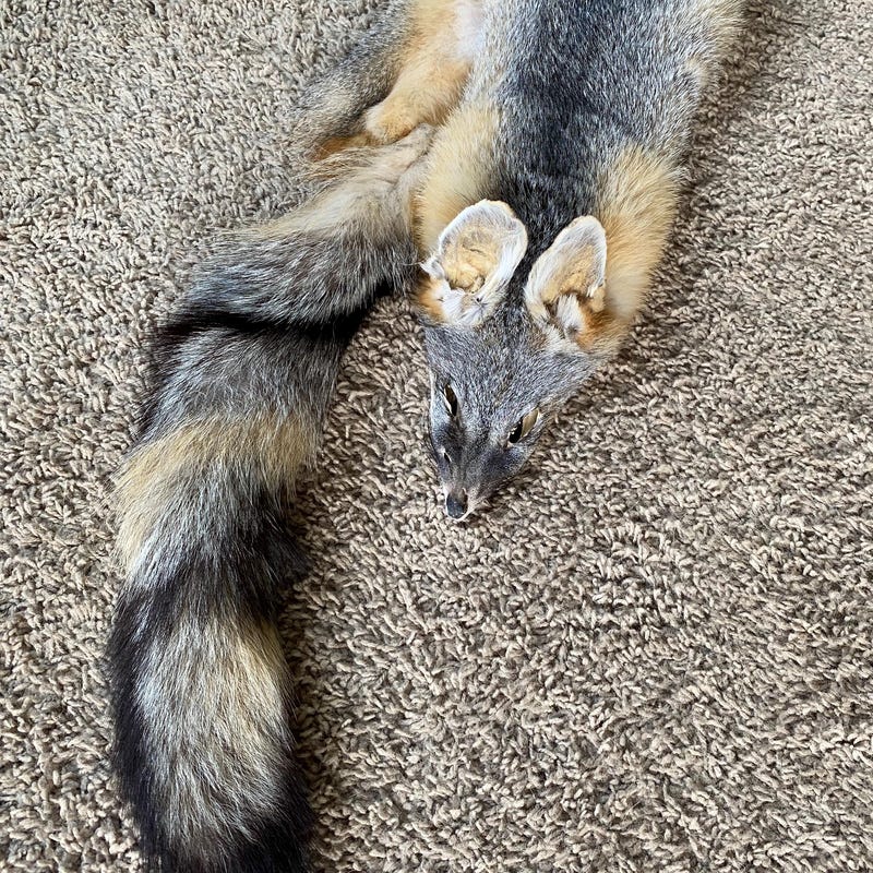 WildCountryFurs - Etsy