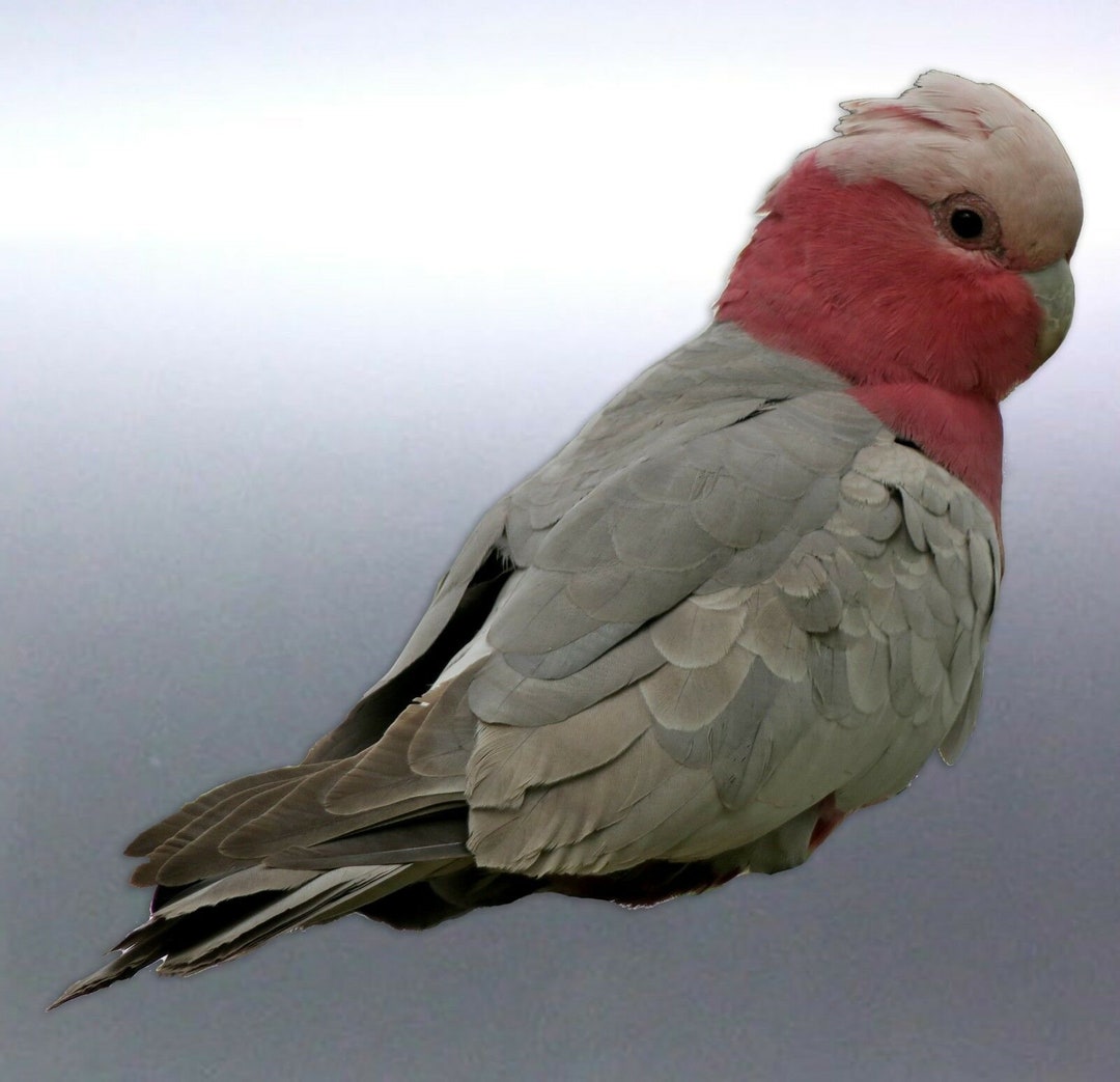 Galah Sticker Vinyl Cut Australia Made Real Photo 175mm Native Animal ...