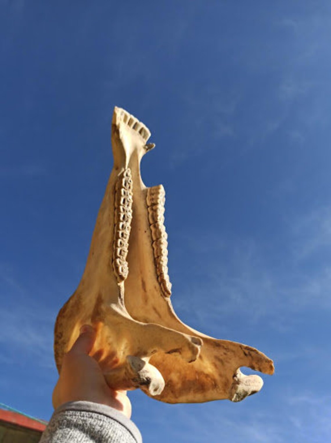 Quijada, Charrasca, Cacharaina, Charaina, Wheelbarrow, Kahuaha ...