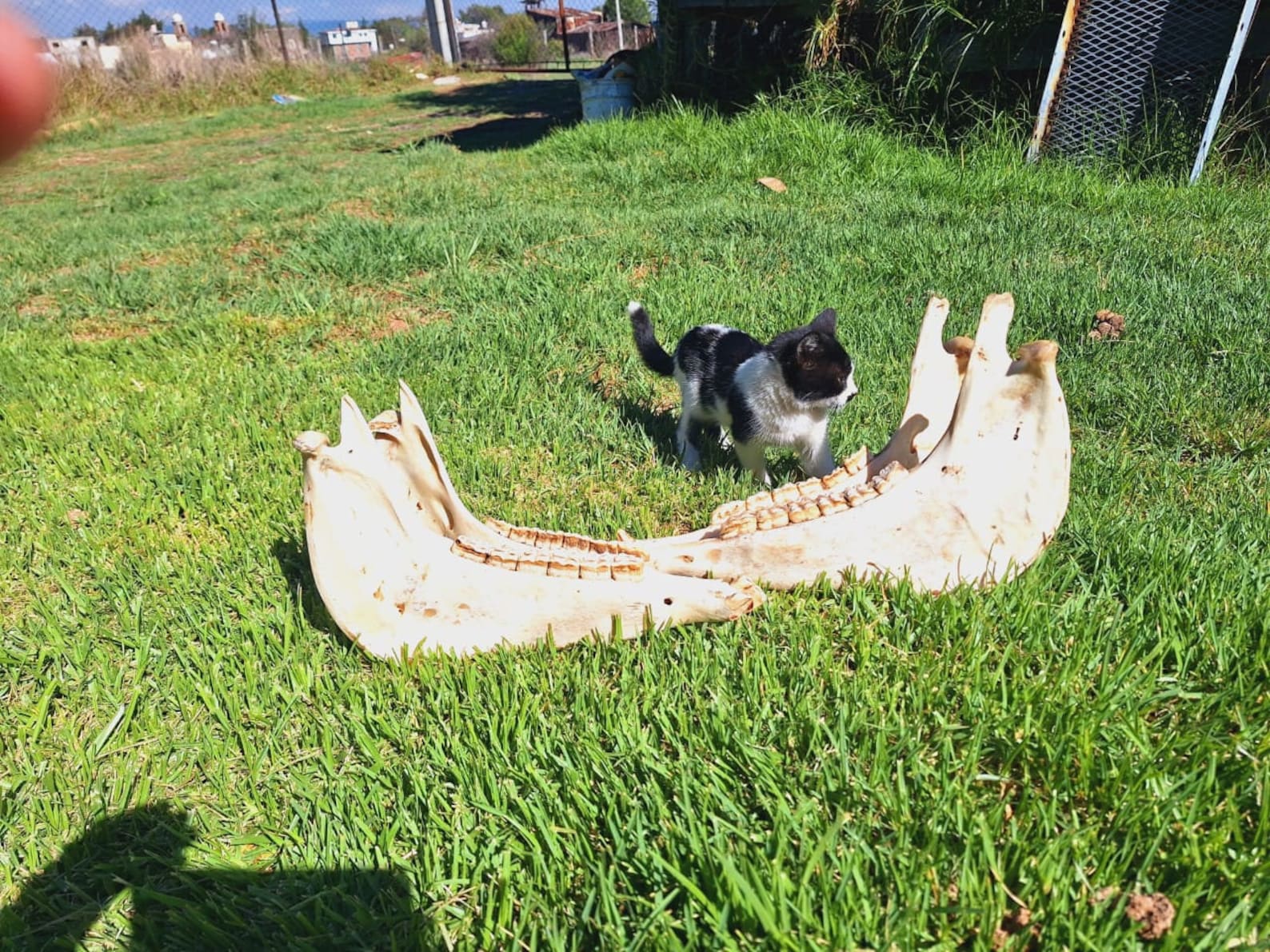 Quijada, Charrasca, Cacharaina, Charaina, Wheelbarrow, Kahuaha ...