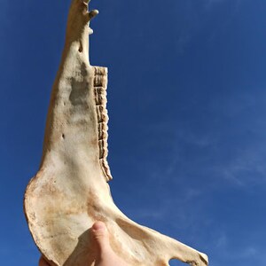 Quijada, Charrasca, Cacharaina, Charaina, Horse Jaw, Percussion ...