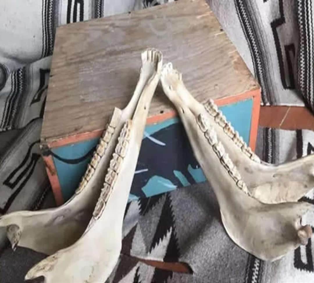 Quijada, Charrasca, Cacharaina, Charaina, Horse Jaw, Percussion ...