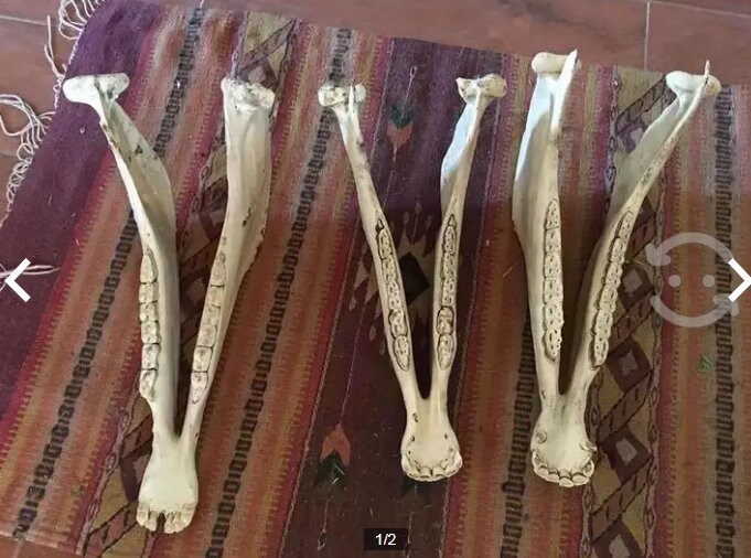 Quijada, Charrasca, Cacharaina, Charaina, Horse Jaw, Percussion ...