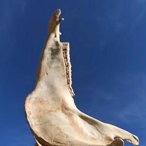 Quijada, Charrasca, Cacharaina, Charaina, Horse Jaw, Percussion ...