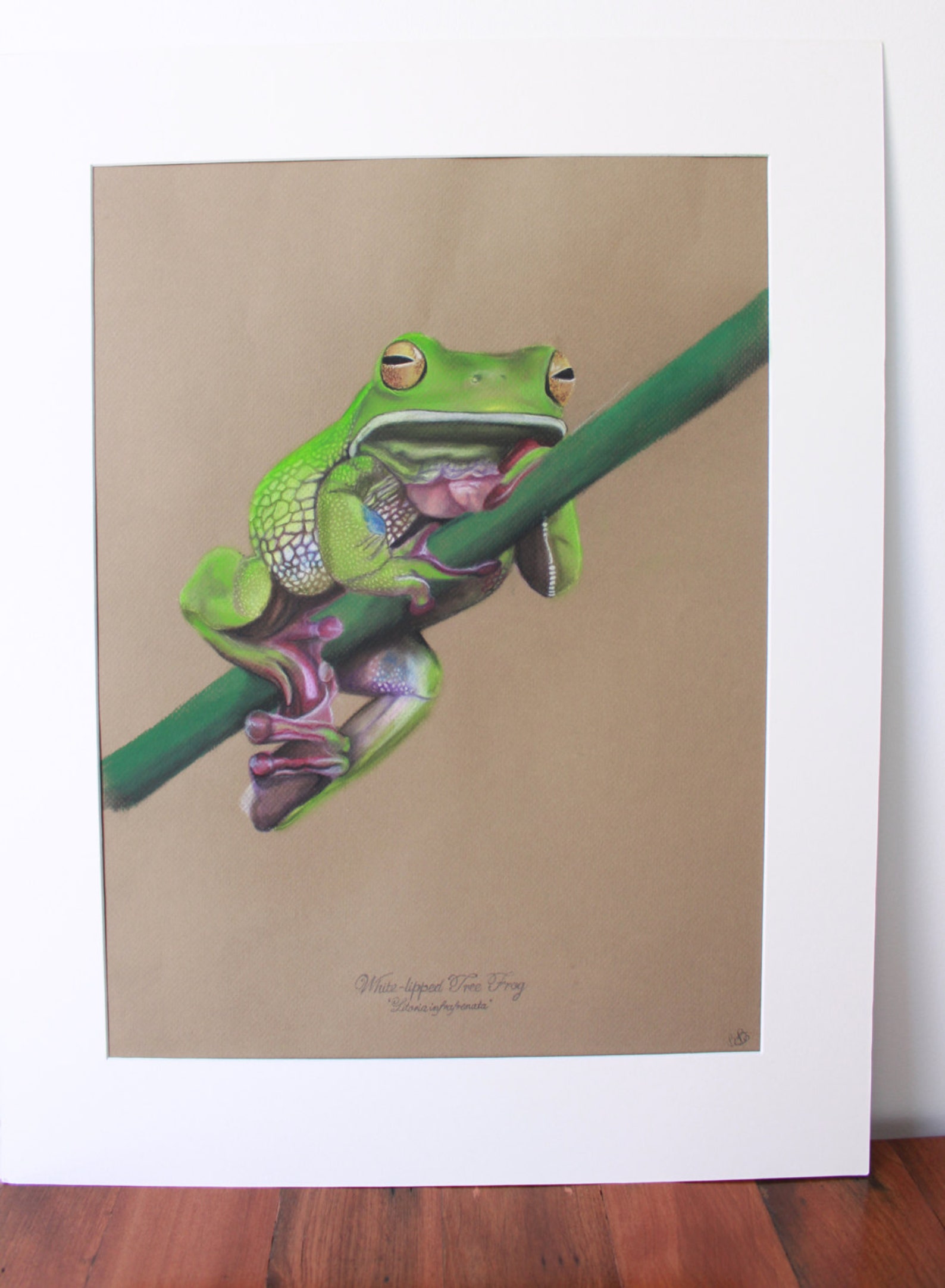 White-lipped Tree Frog Pastel Drawing - Etsy Australia