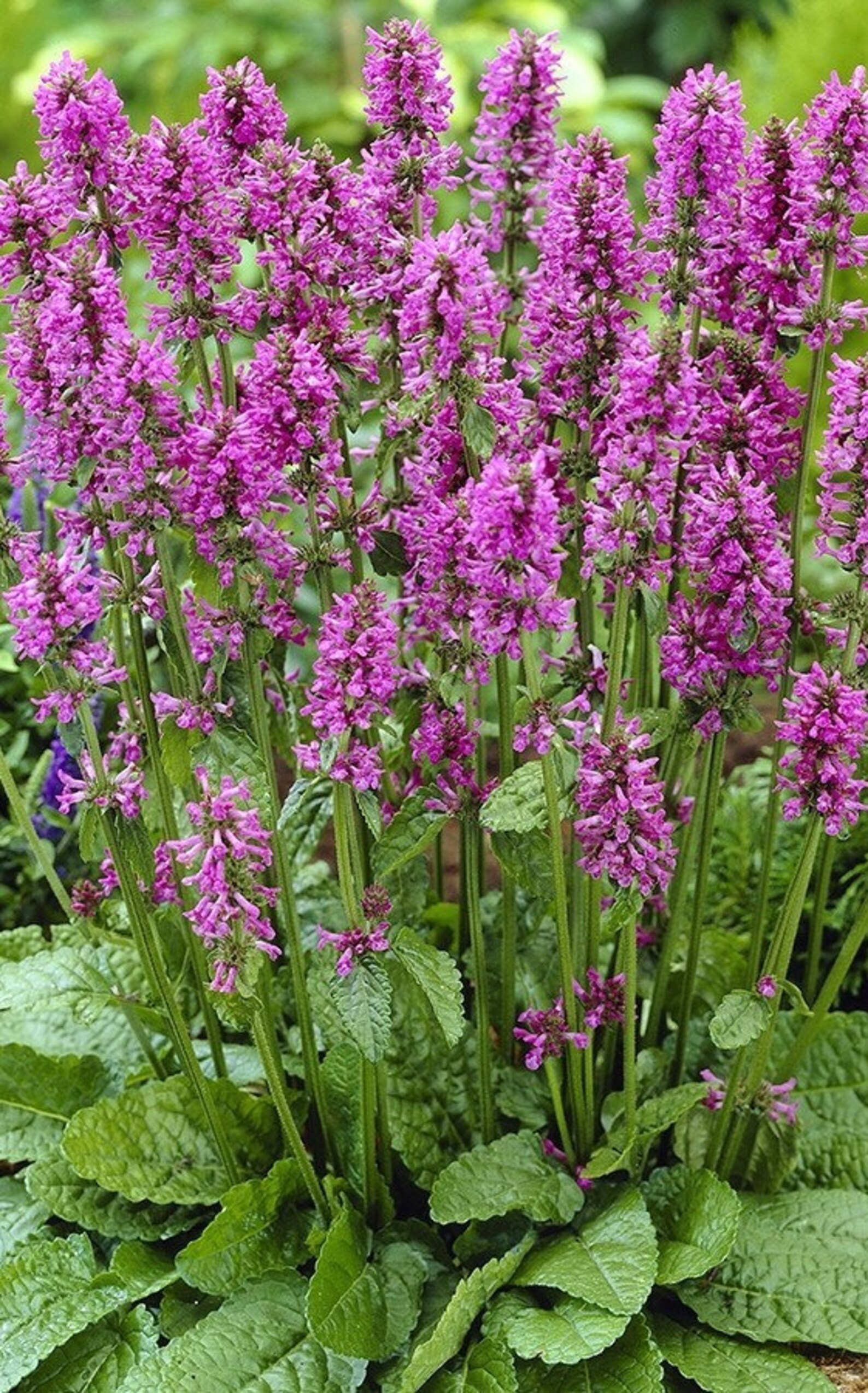 Stachys Hummelo Betony Perennial Plant Seeds 200 per Pack, Rabbit ...