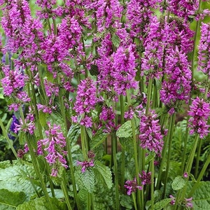 Stachys Hummelo - Betony Perennial Plant Seeds (100+ per Pack), Rabbit ...