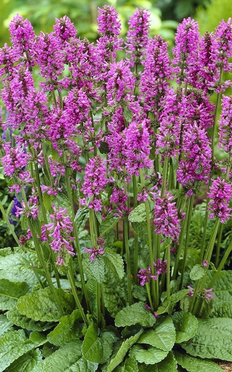 Stachys Hummelo Betony Perennial Plant Seeds 200 per Pack, Rabbit ...