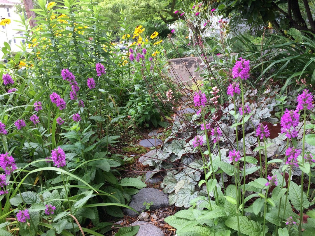 Stachys Hummelo - Betony Perennial Plant Seeds (100+ per Pack), Rabbit ...