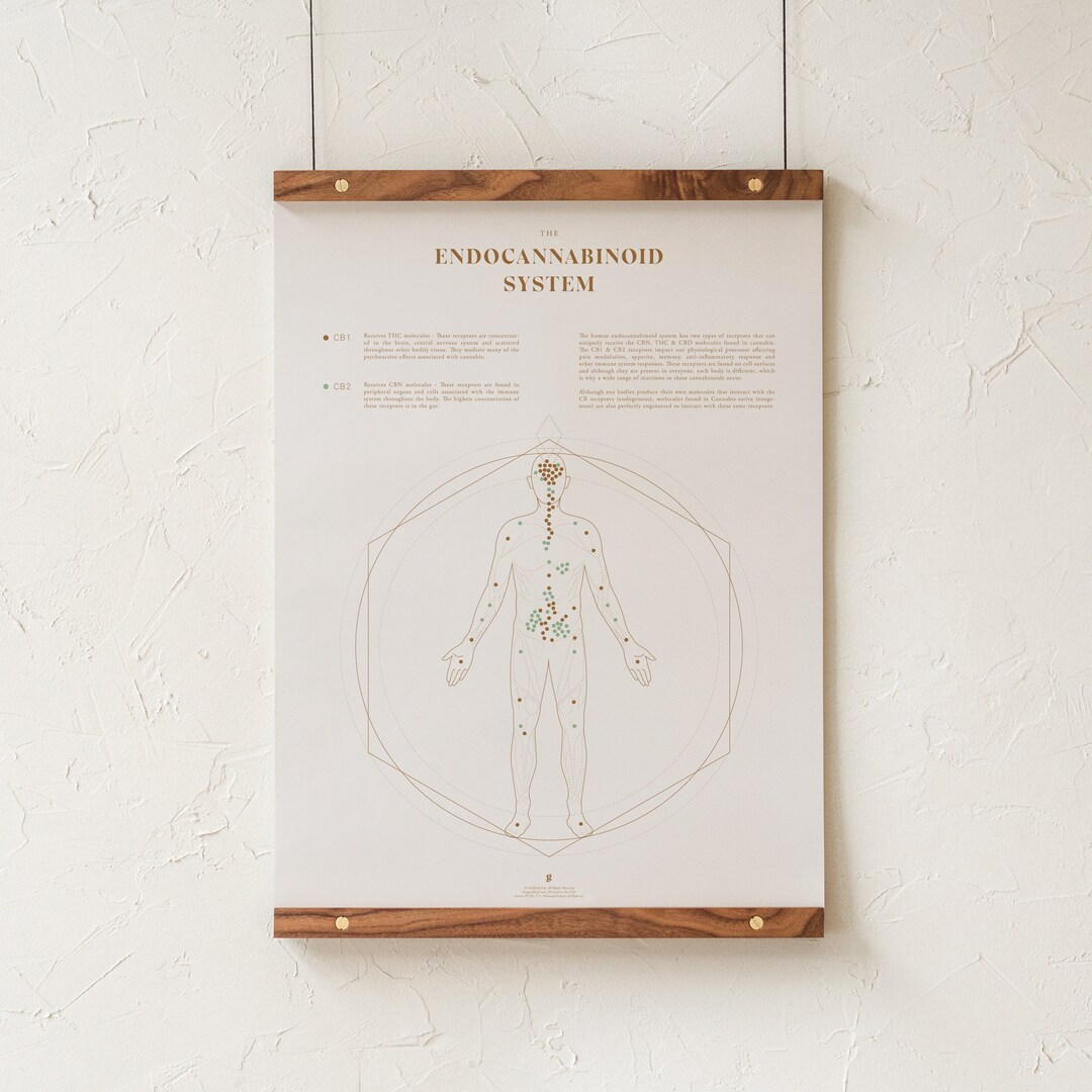 The Endocannabinoid System Map, ECS Anatomy Illustration Print, Medical ...