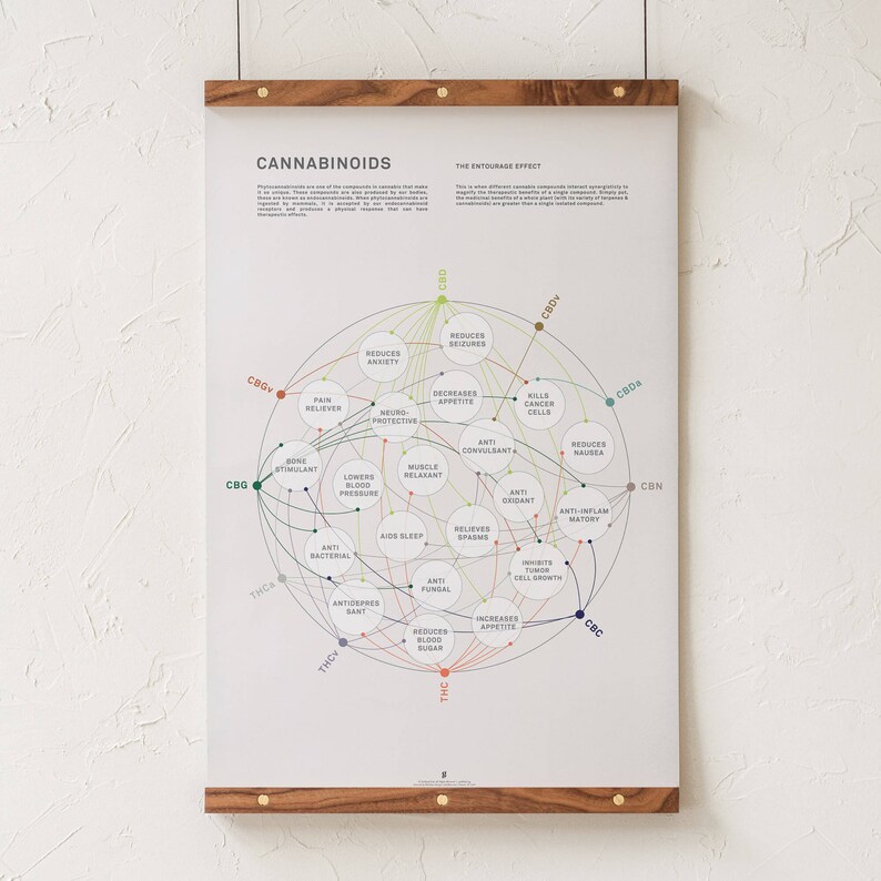 Cannabinoid Health Matrix Chart, Medical Marijuana Infographic Print ...
