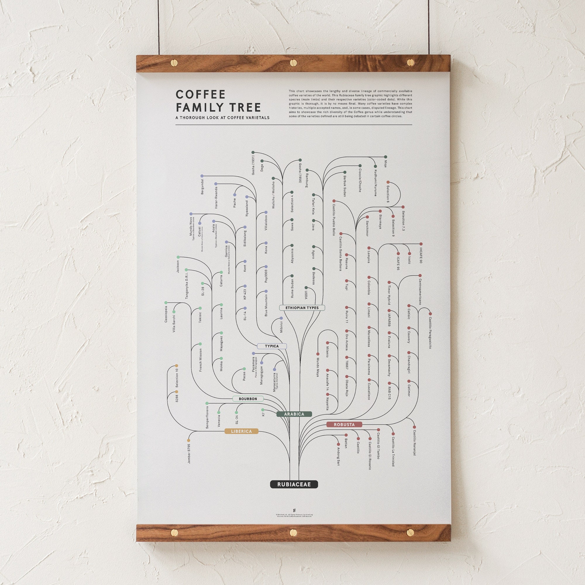 Coffee Family Tree Print Coffee Varieties Chart Rubiaceae | Etsy