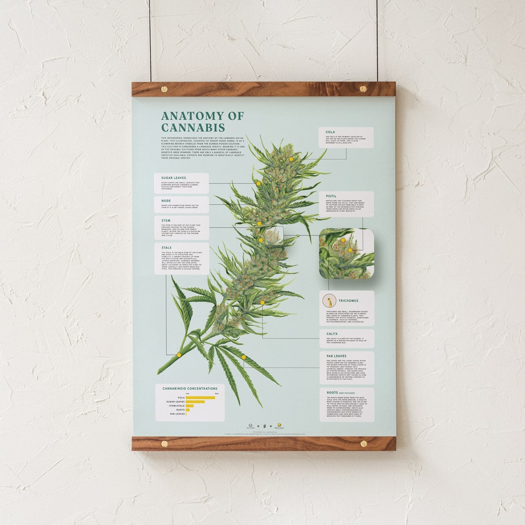 Anatomy of Cannabis Print, Marijuana Botanical Illustration Chart ...
