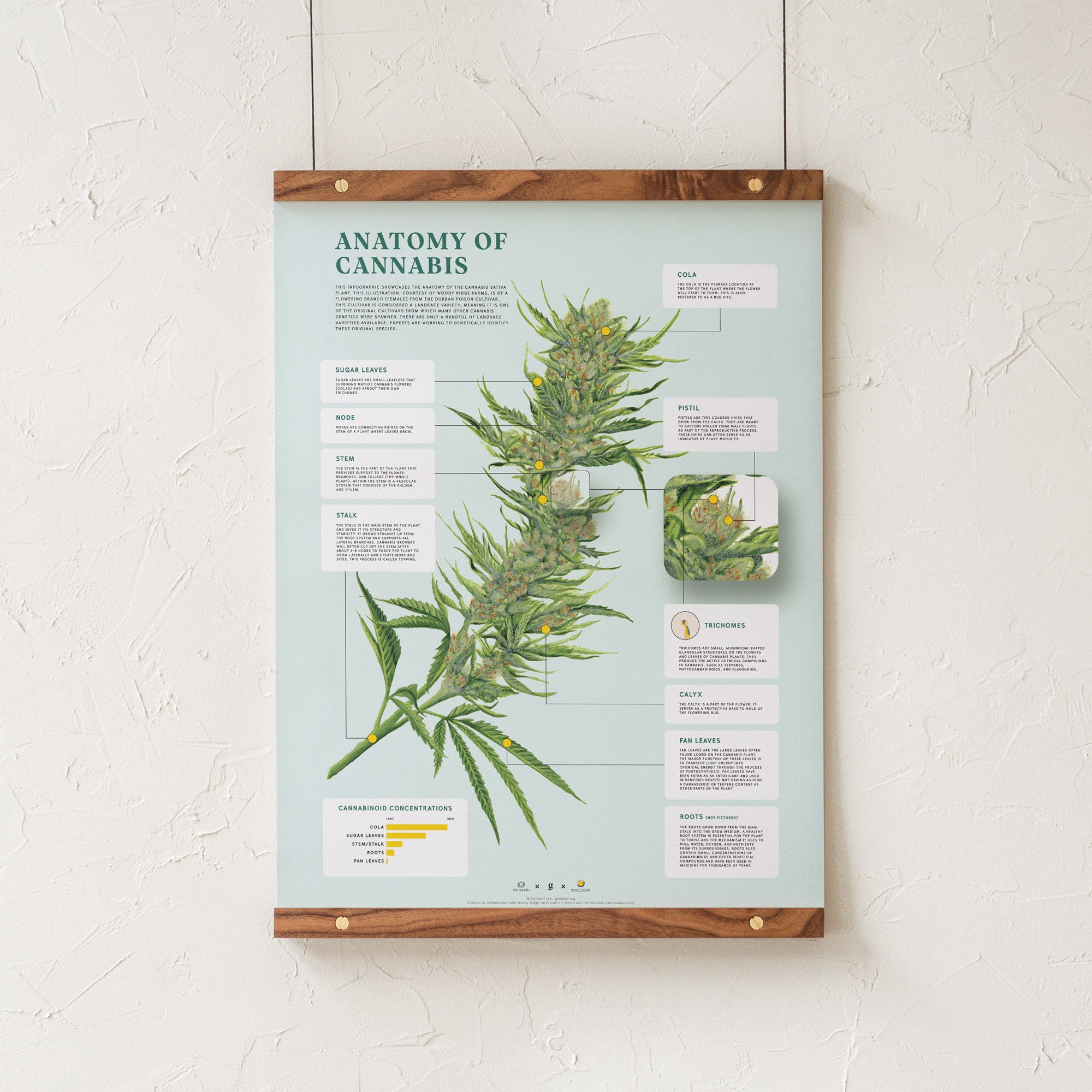 Anatomy of Cannabis Print, Marijuana Botanical Illustration Chart ...