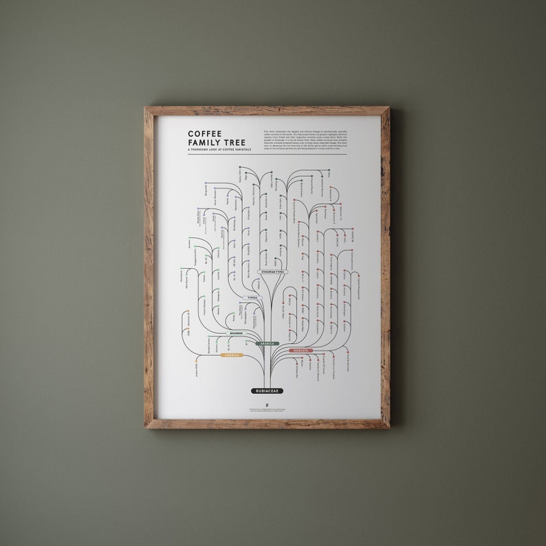 Coffee Family Tree Print, Coffee Varieties Chart, Rubiaceae Lineage ...