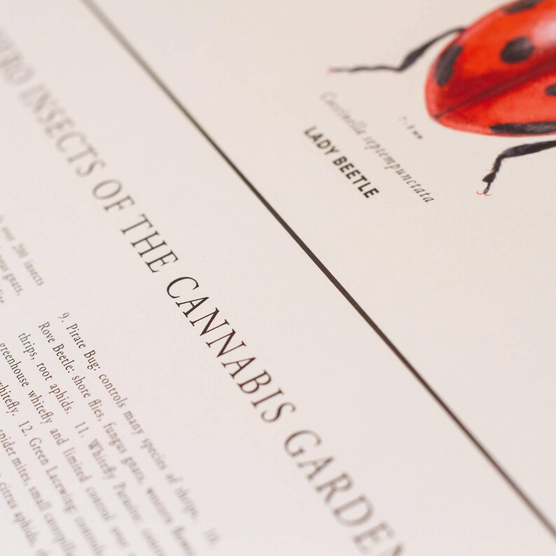 Beneficial Insects: Heroes of the Cannabis Garden Poster Bug - Etsy