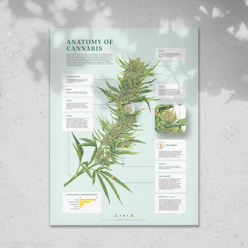 Anatomy of Cannabis Print, Marijuana Botanical Illustration Chart ...