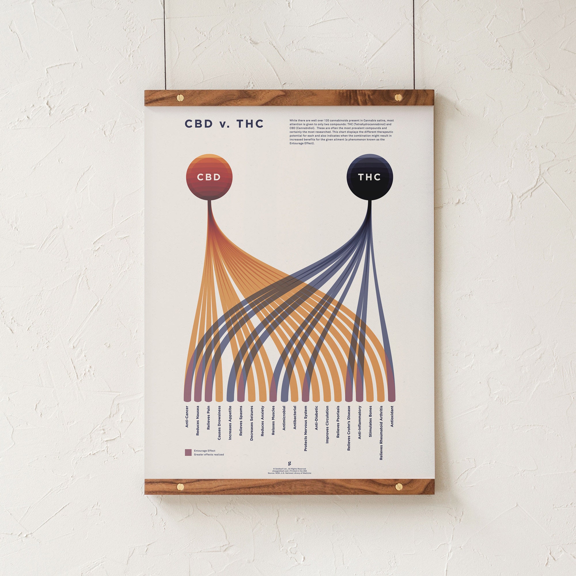 CBD V. THC Comparison Chart Common Cannabinoid Infographic - Etsy