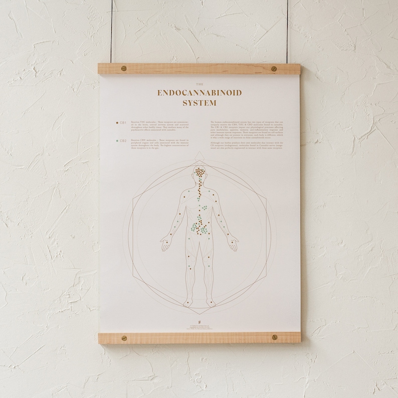 The Endocannabinoid System Map, ECS Anatomy Illustration Print, Medical ...