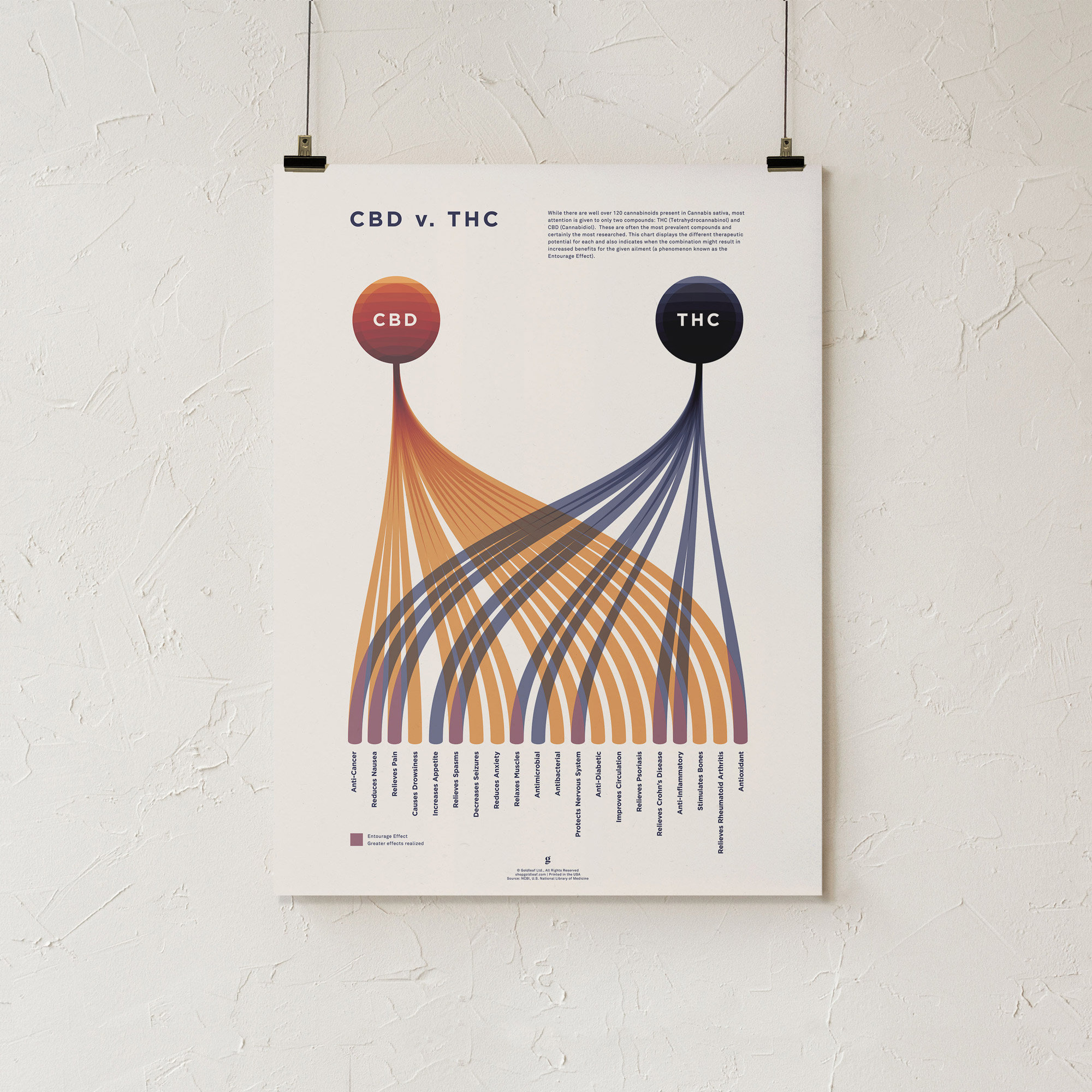 CBD V. THC Comparison Chart Common Cannabinoid Infographic - Etsy