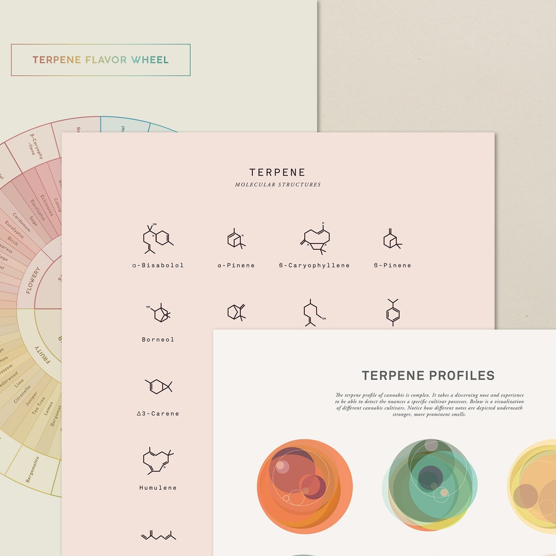 Terpene Print Bundle Save 10% With Our 3 Best Selling Infographics ...