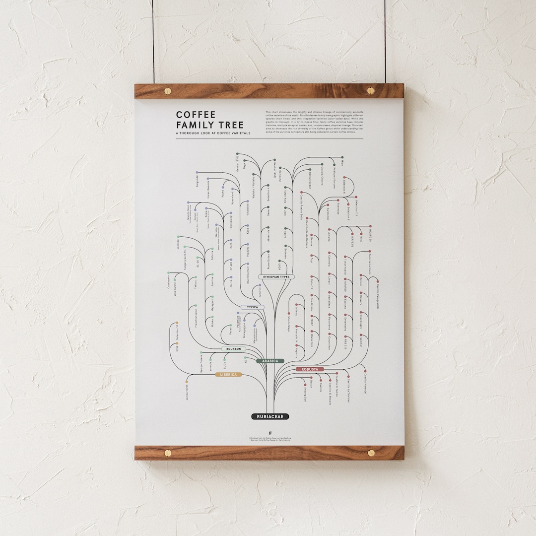 Coffee Family Tree Print, Coffee Varieties Chart, Rubiaceae Lineage ...