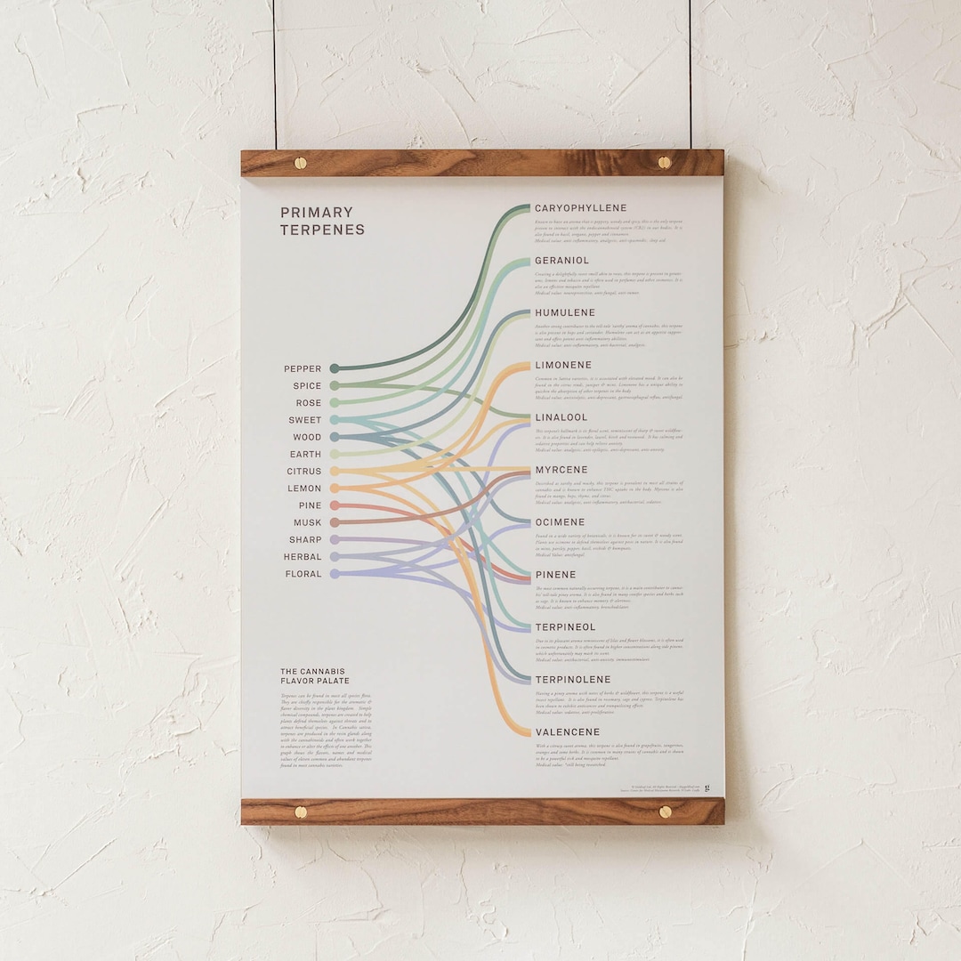 Primary Terpenes: Cannabis Flavors Infographic Chart Print, Cannabis ...