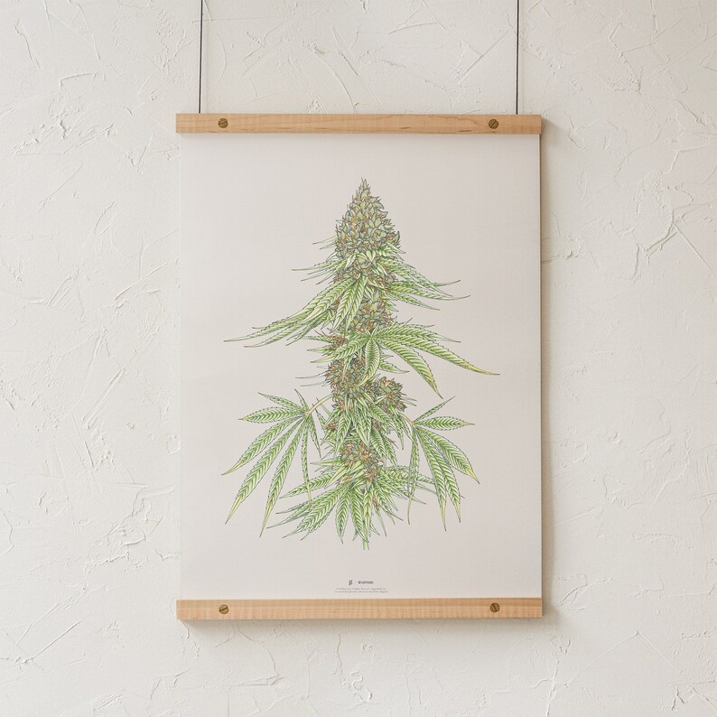 Cannabis Botanical Art Print, Vintage Style Marijuana Illustration - Etsy