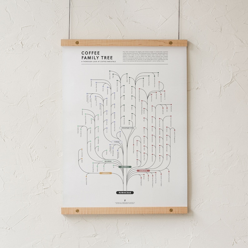 Coffee Family Tree Print Coffee Varieties Chart Rubiaceae - Etsy