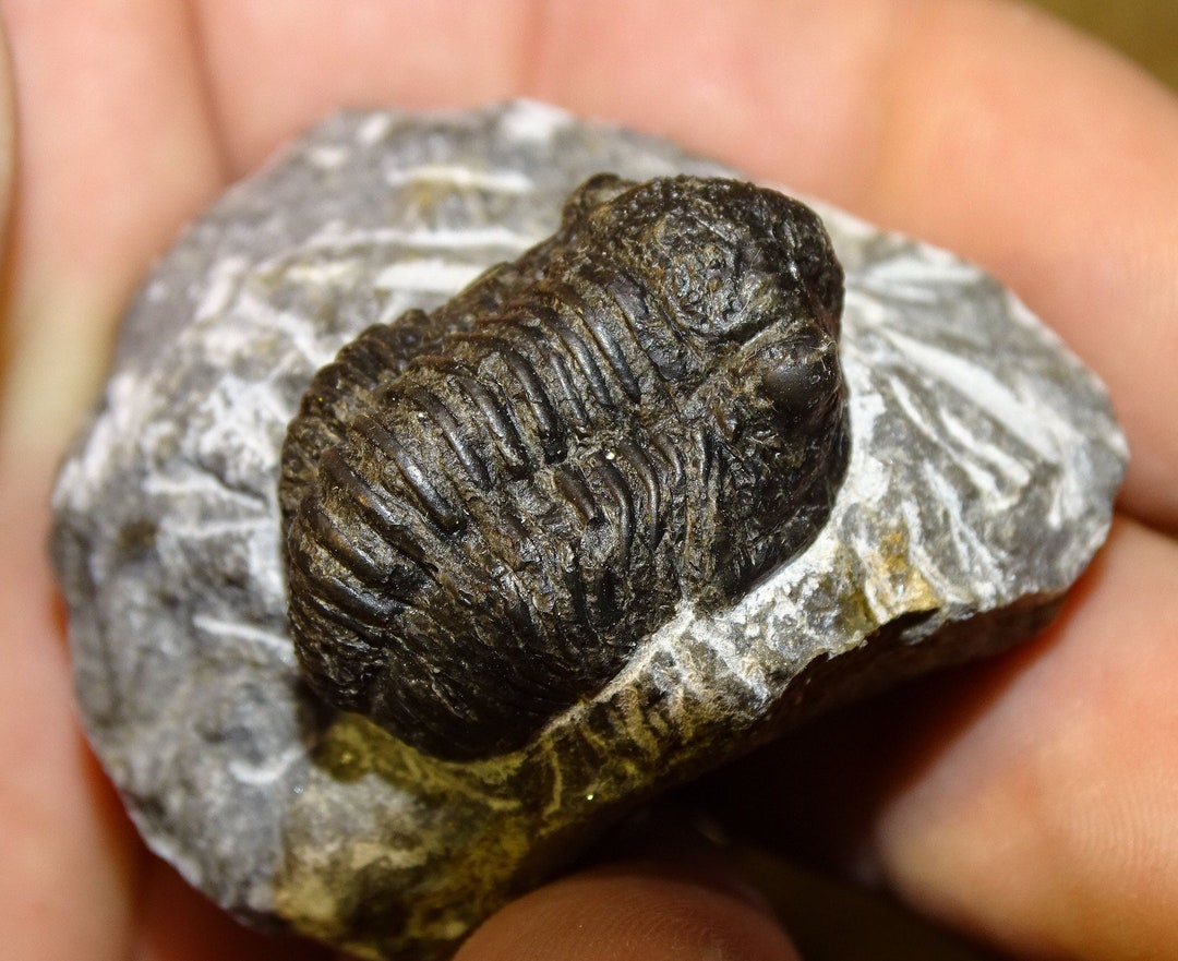 Trilobite Fossil calymene, Whole Specimen on Twin, Genuine and ...