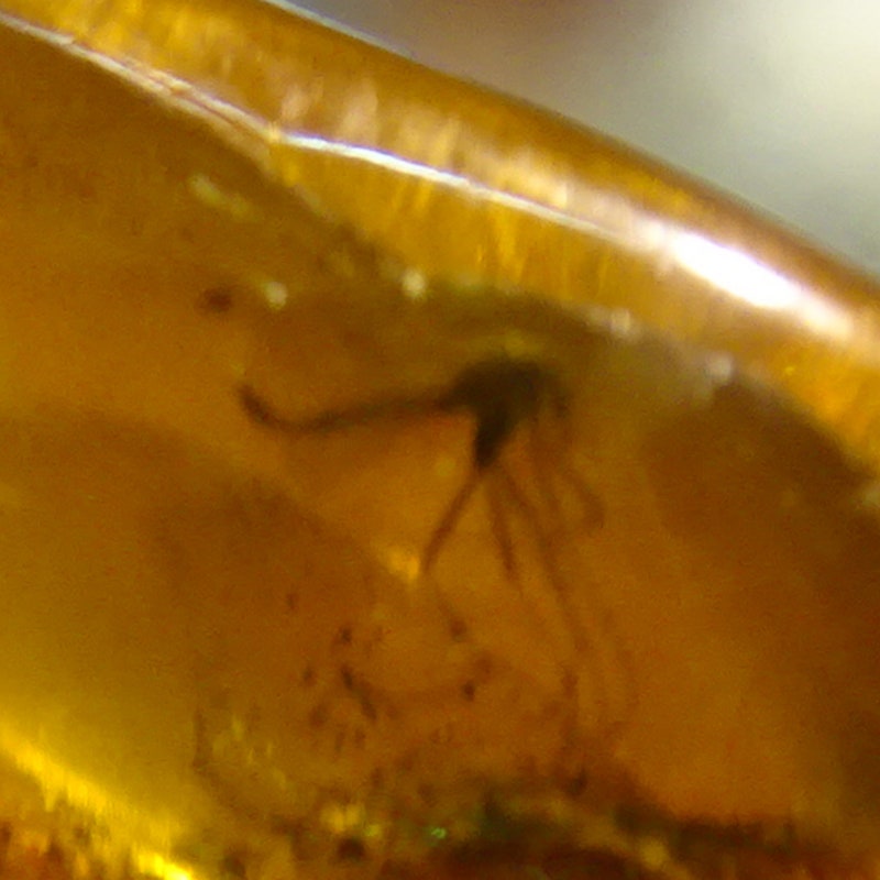 Amber With Insect - Etsy