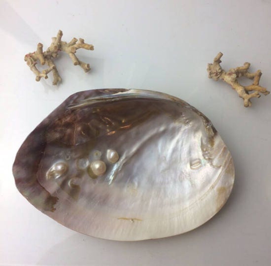 Pearl Oyster Shell With 3 to 7 Native Pearls Embedded 15 to 16cm, 110 ...