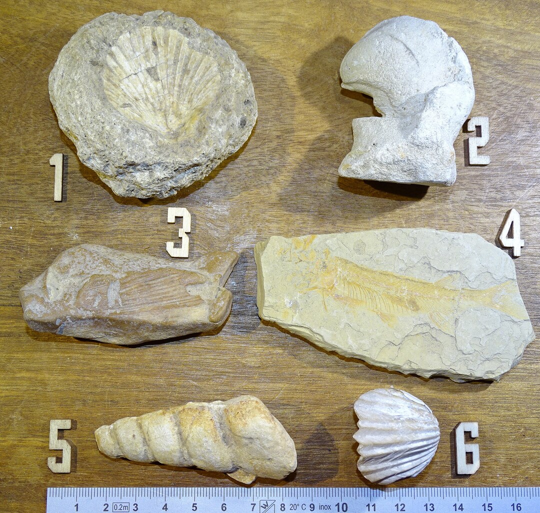 Natural Fossils, Selection of Beautiful Collection and Exhibition ...