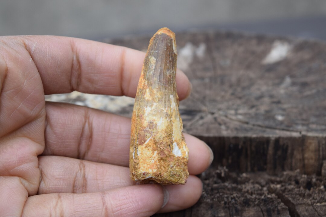 Carcharodontosaur Tooth 'african T Rex' Apex Predator Tooth Fossil - Etsy