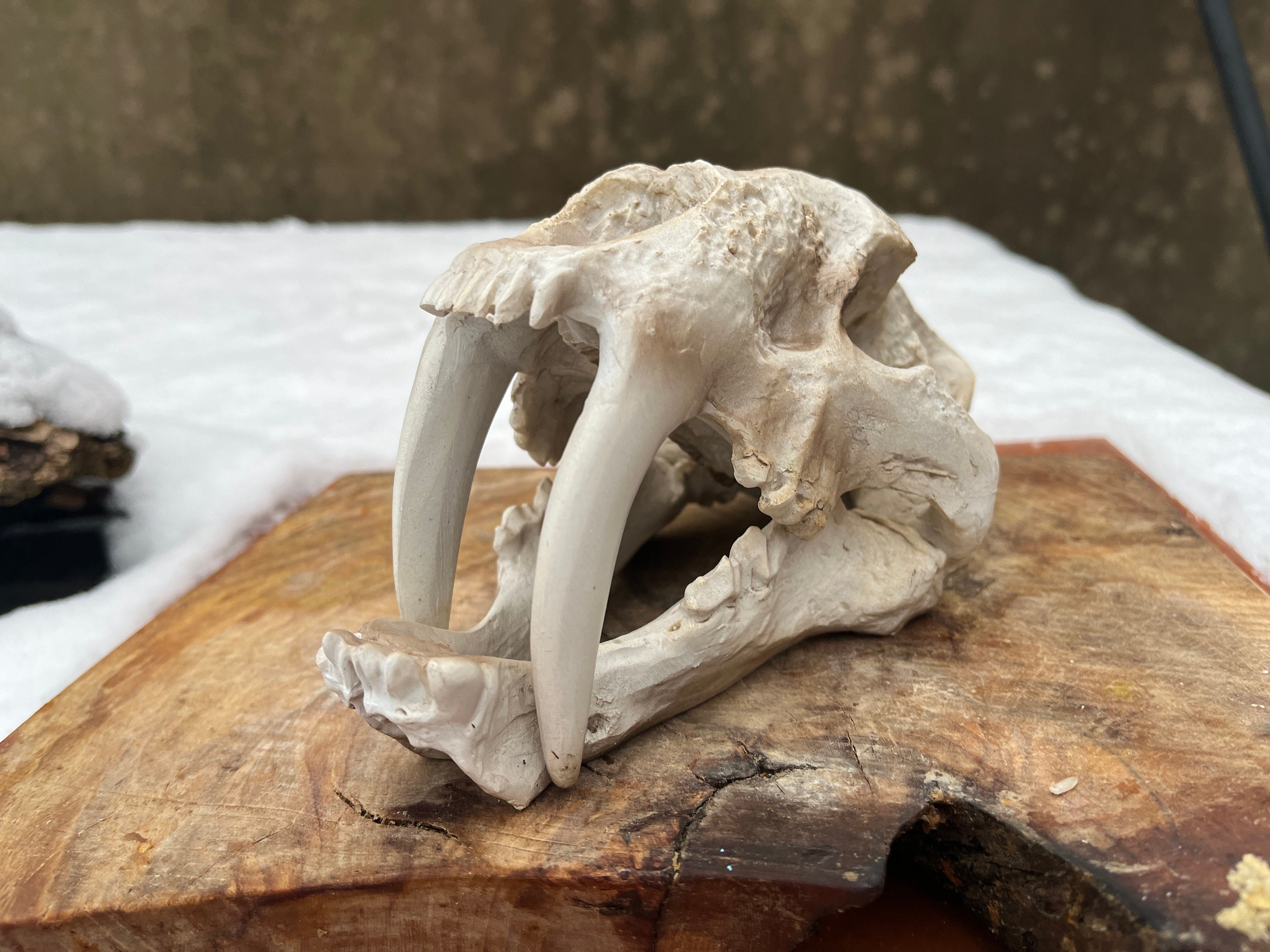 Smilodon Populator Skull