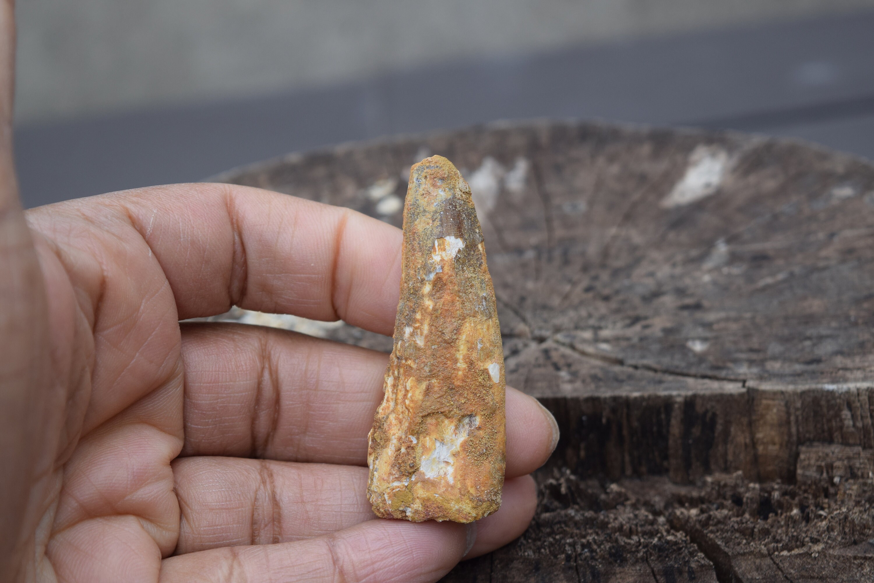 Carcharodontosaur Tooth 'african T Rex' Apex Predator - Etsy