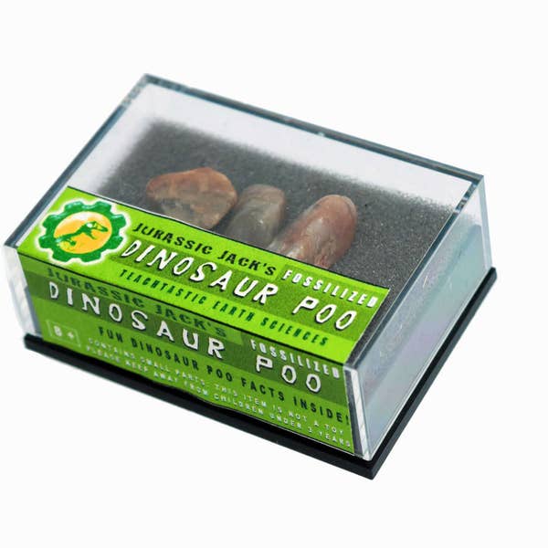 Fossilized Dinosaur - Etsy